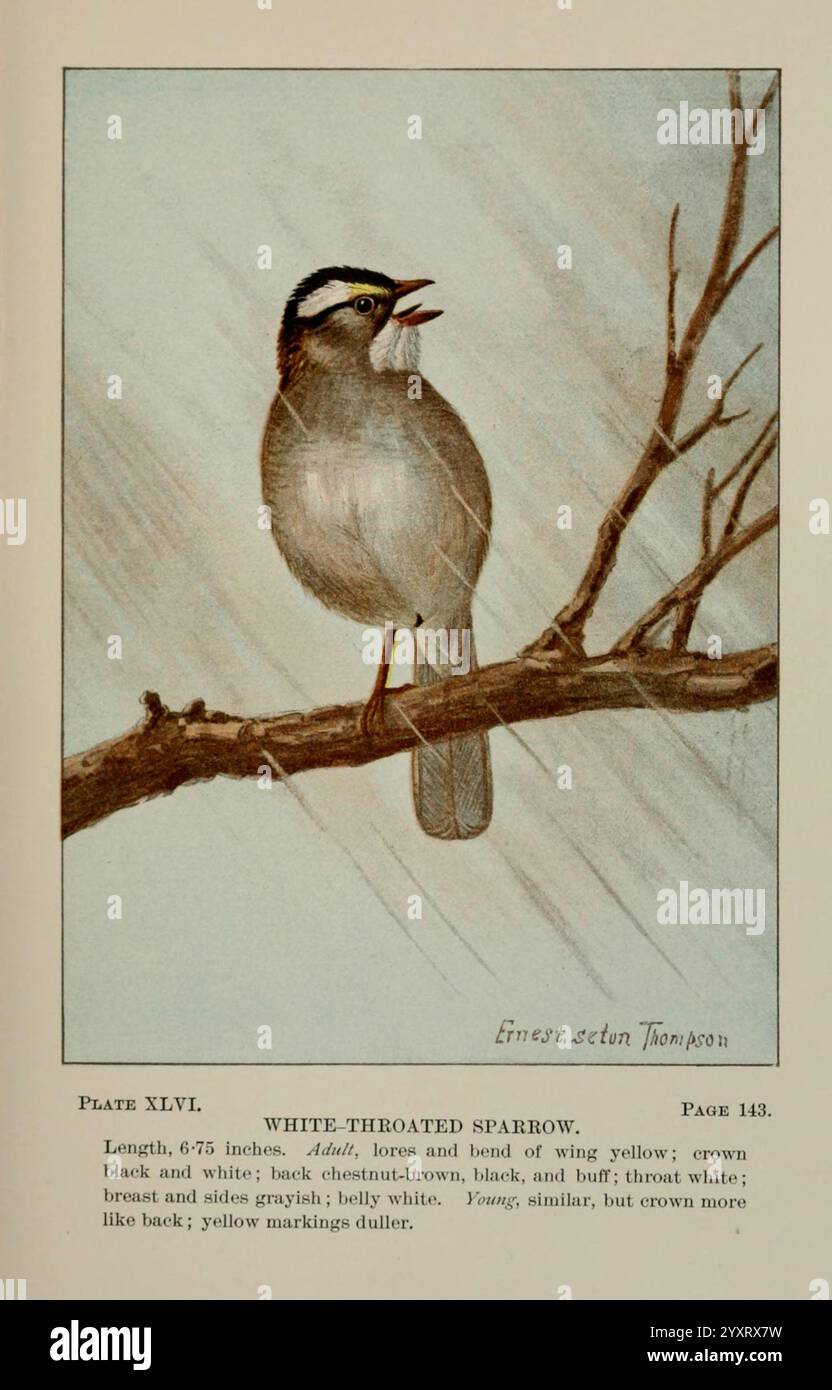 Bird-life A Guide to the Study of Our Common Birds New York Appleton ...