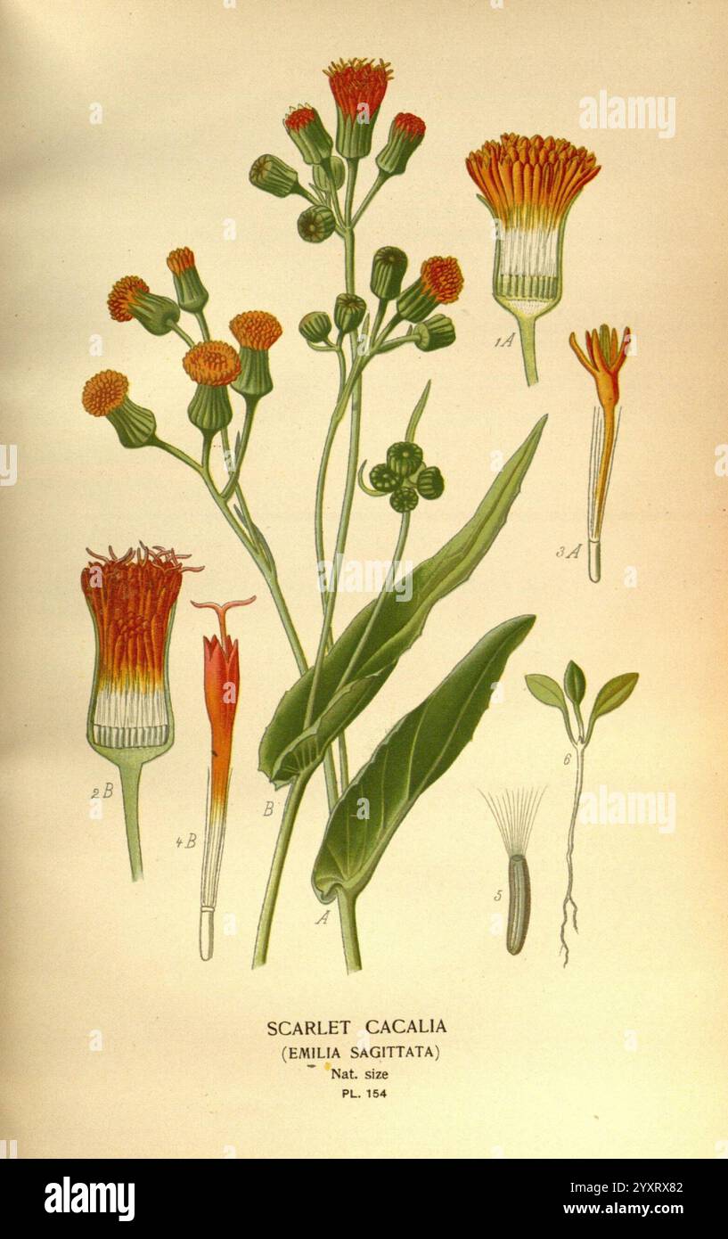 Favourite Flowers Of Garden And Greenhouse London And New York ...