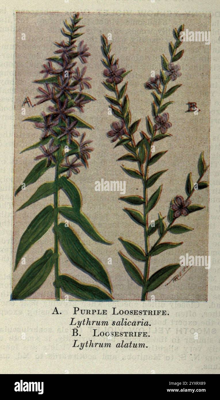 Wild, flowers, east, of, the, Rockies, New York,1910, United, States ...