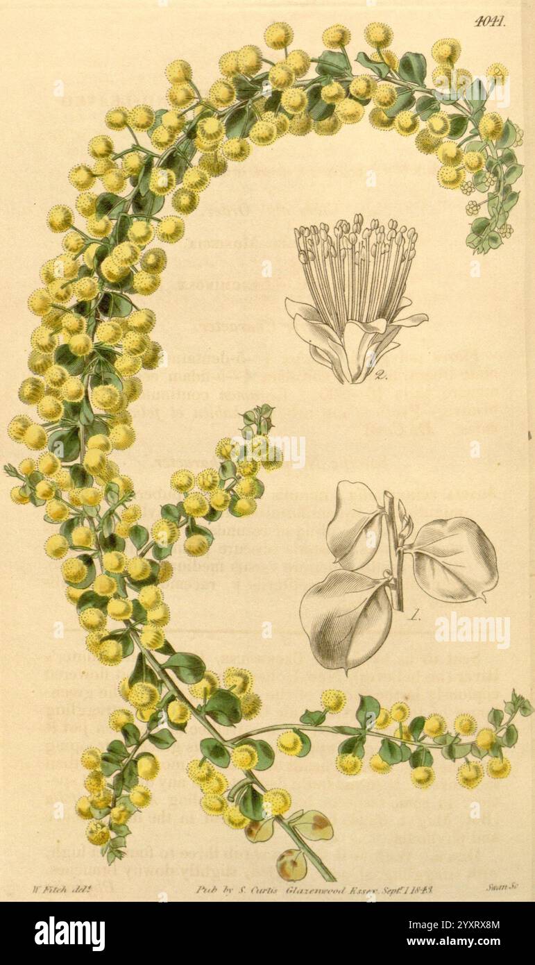 Acacia rotundifolia hi-res stock photography and images - Alamy