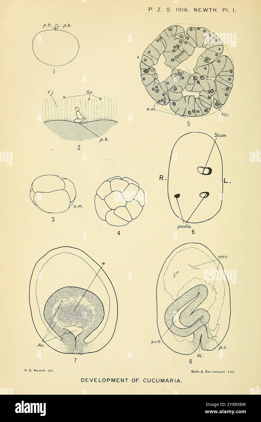 Showcasing early embryonic stages hi-res stock photography and images ...
