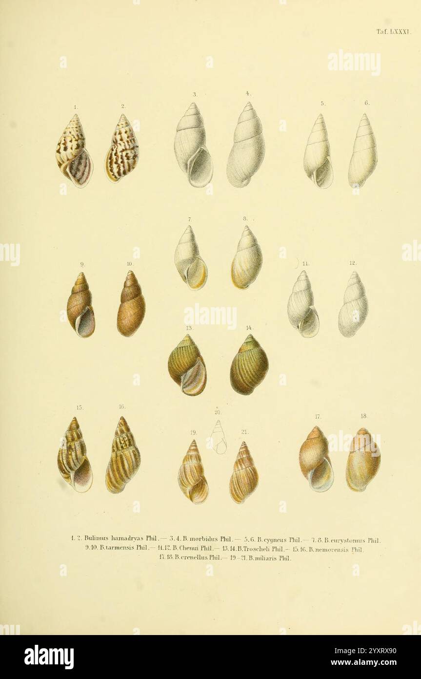 Shells unique characteristics hi-res stock photography and images - Alamy