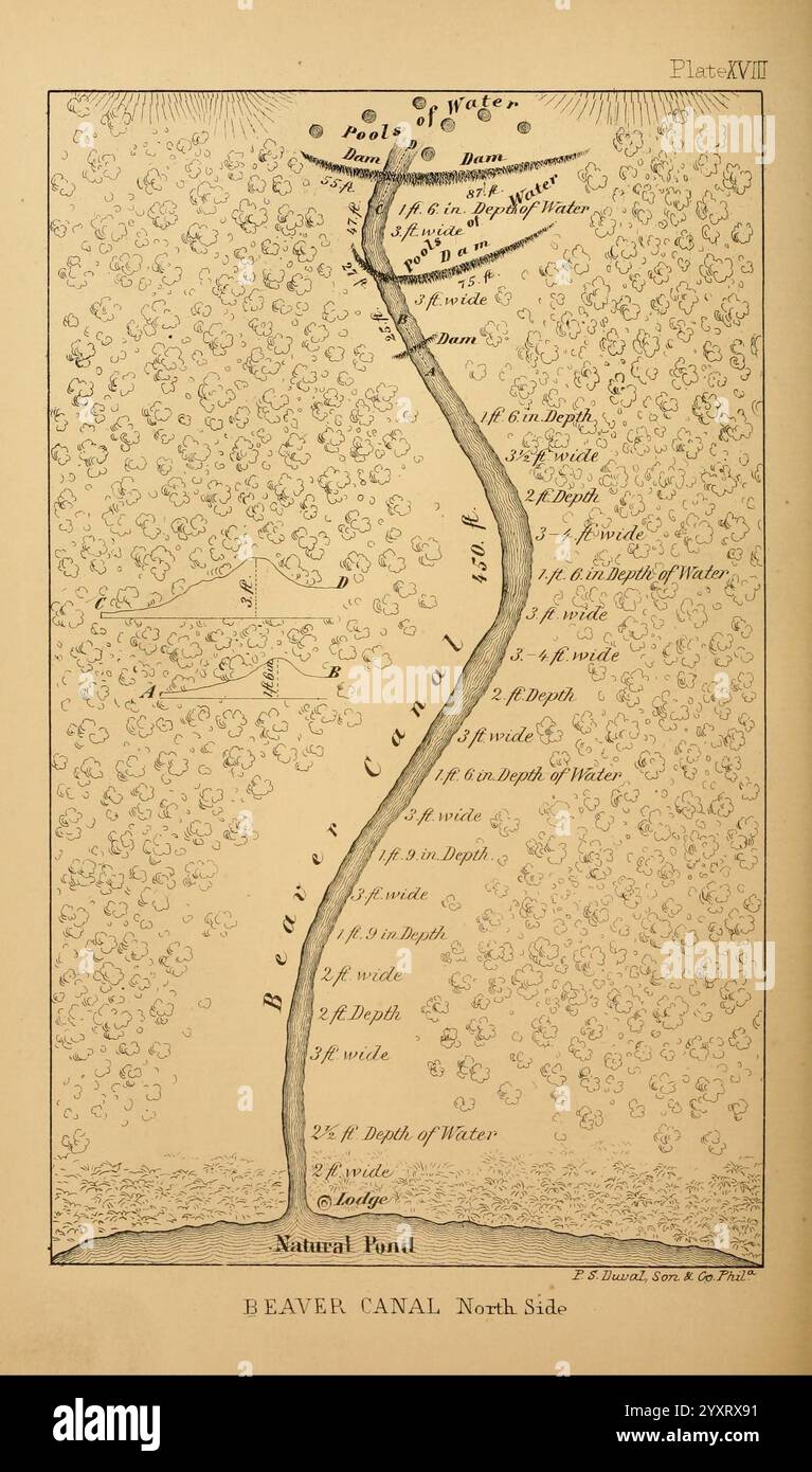 The American beaver and his works Philadelphia, J.B. Lippincott & Co ...