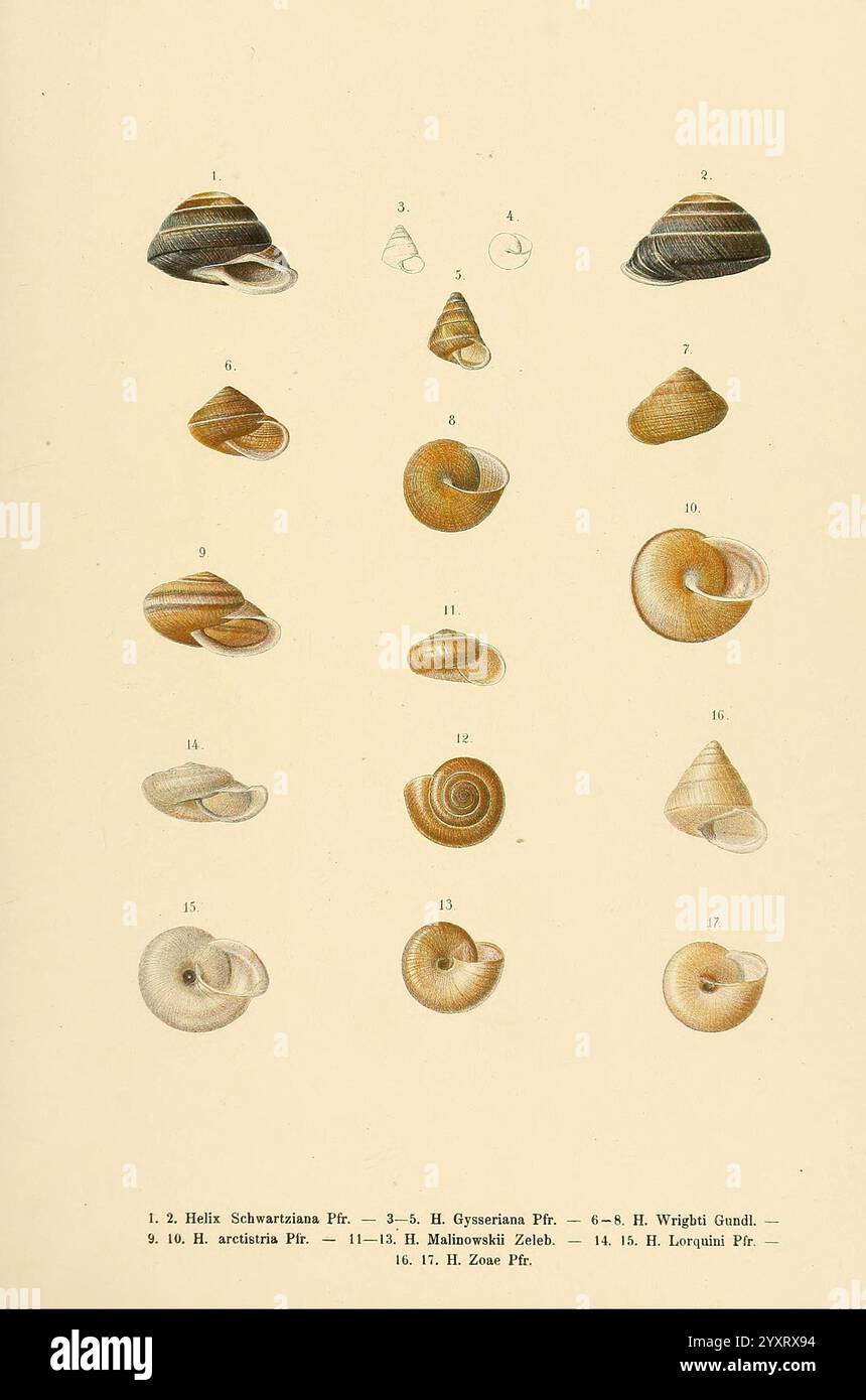 Diverse seashells displayed hi-res stock photography and images - Alamy