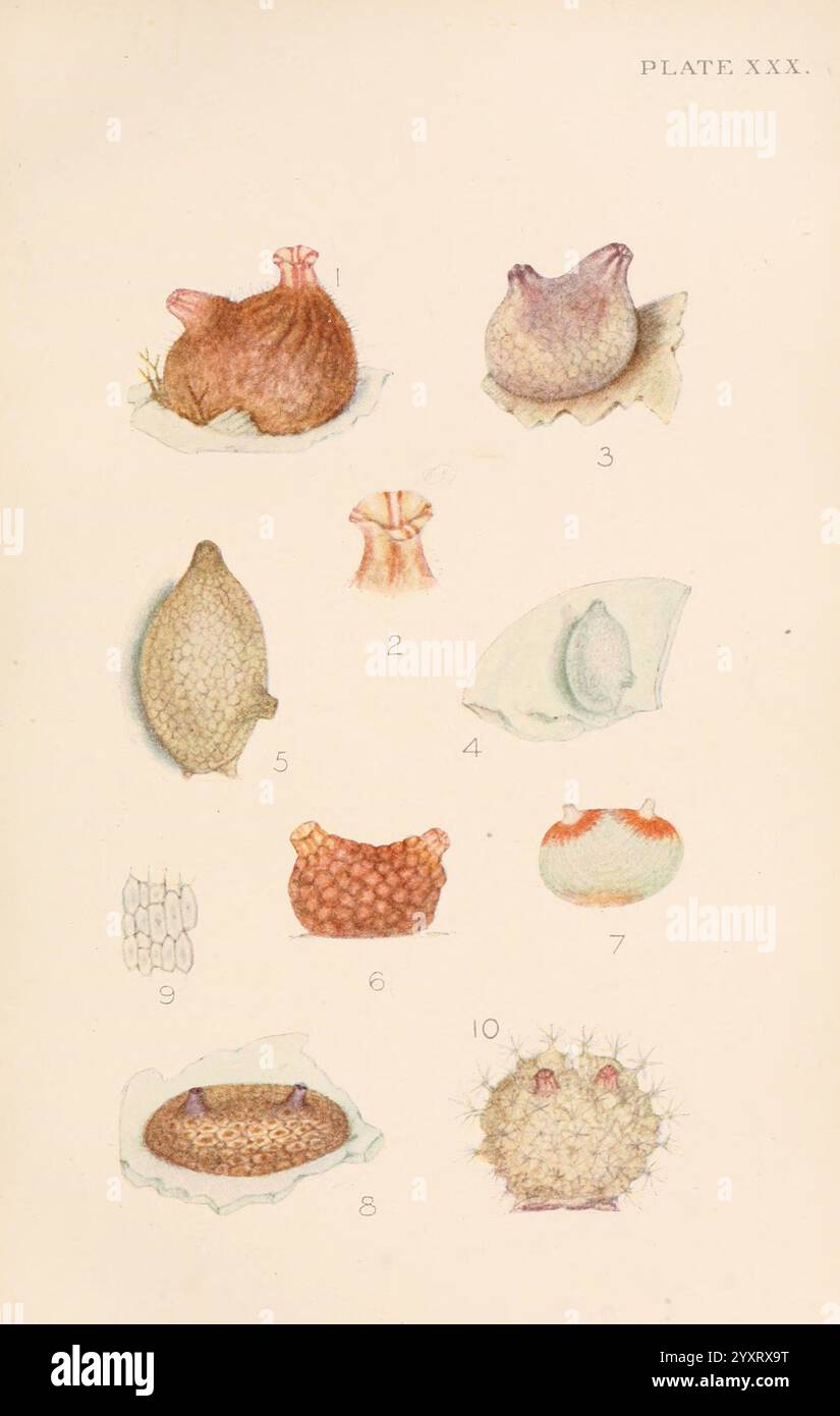 The British Tunicata, London, 1905-12. sea squirts, tunicata, A ...