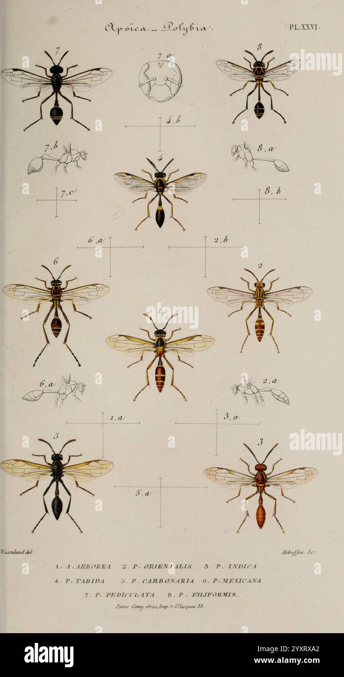 Various ant types hi-res stock photography and images - Alamy