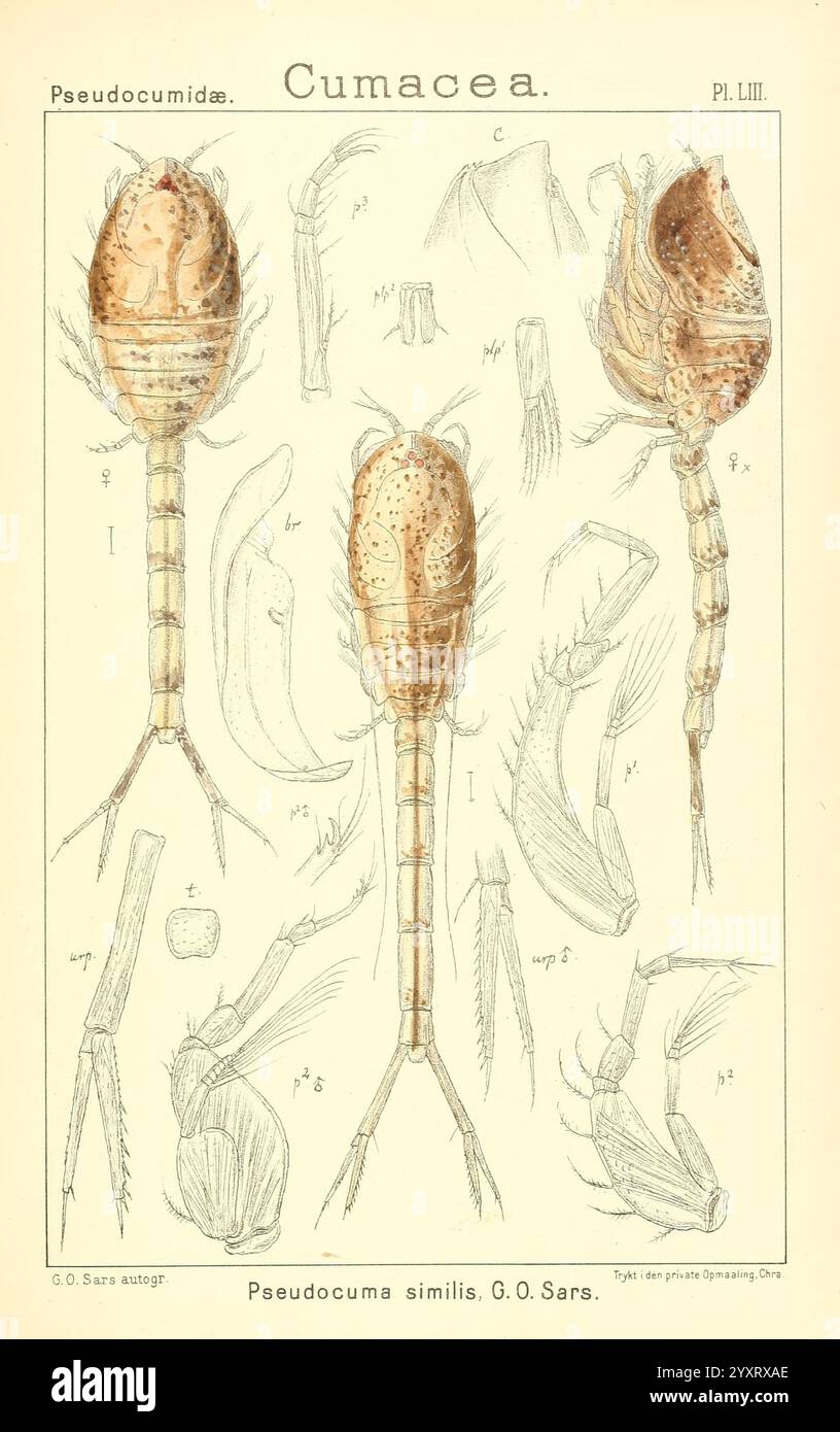 Species pseudocuma similis hi-res stock photography and images - Alamy