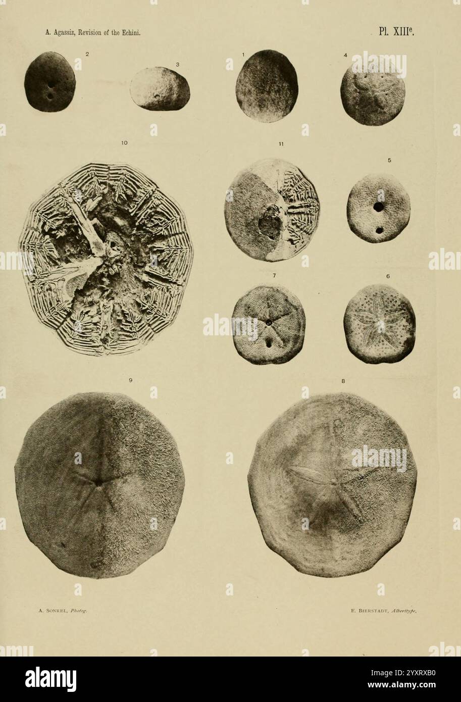 Showcasing various geological specimens hi-res stock photography and ...