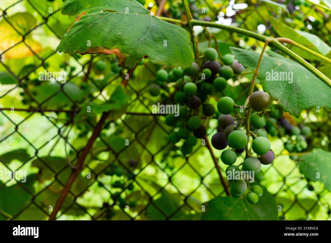 Highlights clusters hi-res stock photography and images - Alamy