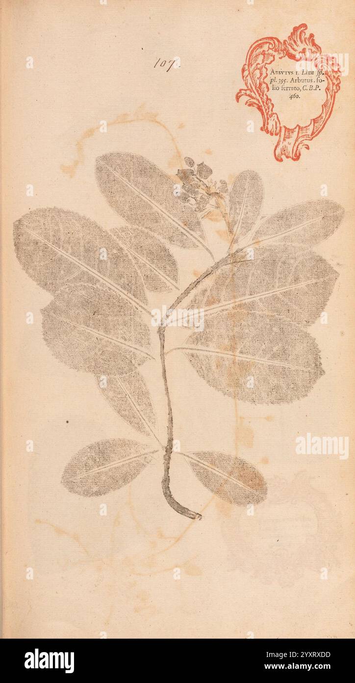 Upper leaves elliptical hi-res stock photography and images - Alamy