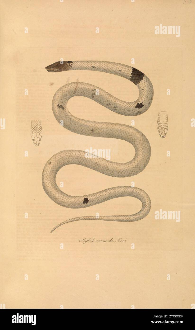 1822 1831 brazil natural history pictorial works hi-res stock ...