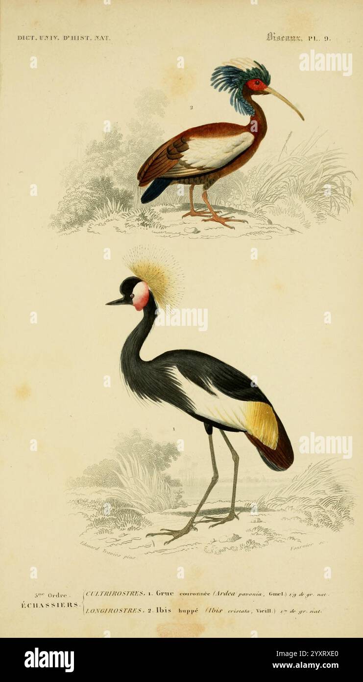 Upper bird exhibits vibrant coloration hi-res stock photography and ...