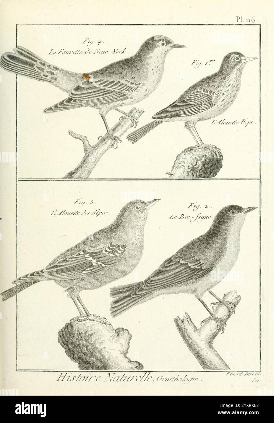 Third bird labeled hi-res stock photography and images - Alamy