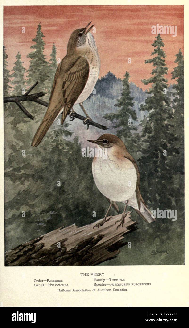 Plumper version hi-res stock photography and images - Alamy