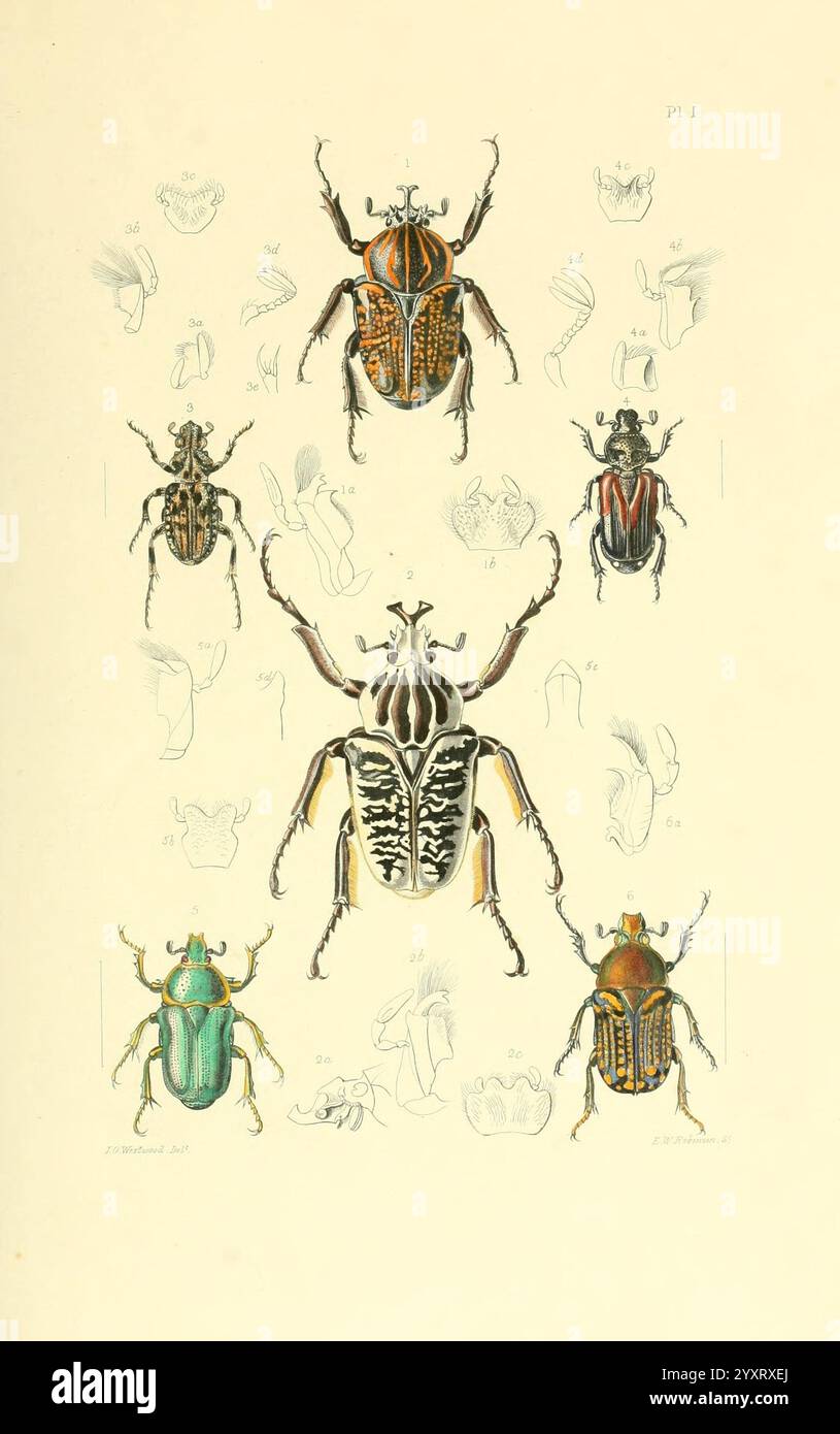 Upper section presents three larger beetles hi-res stock photography ...