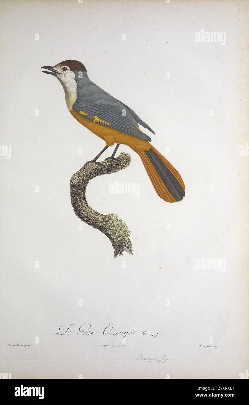 Tail plumage showcases hi-res stock photography and images - Alamy