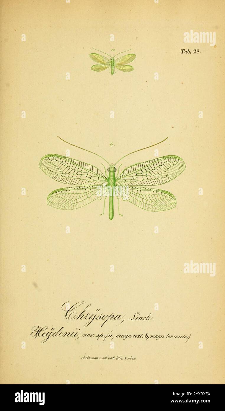 Symbolae ad monographiam generis Chrysopae, Leach. Vratislaviae, apud ...