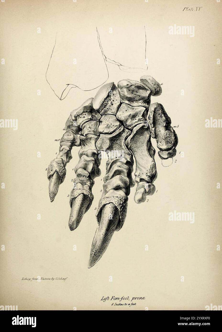 Description of the skeleton of an extinct gigantic Sloth, Mylodon ...