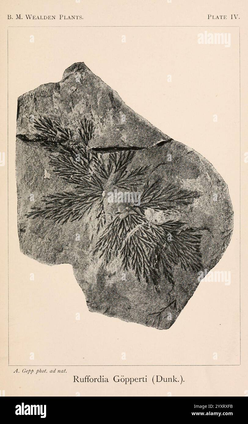 Catalogue of the Mesozoic plants in the Department of Geology British ...