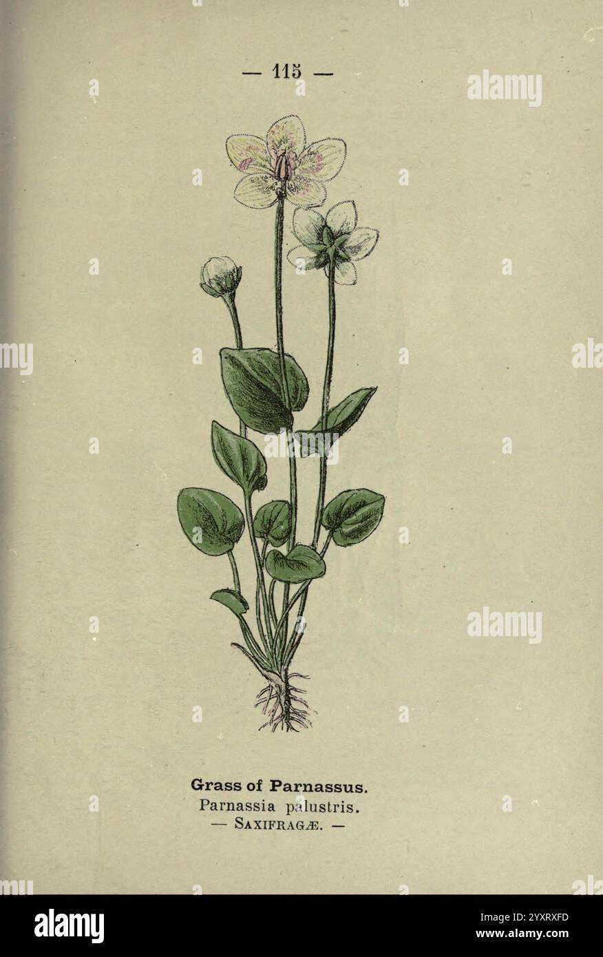 Featuring upright stems hi-res stock photography and images - Alamy