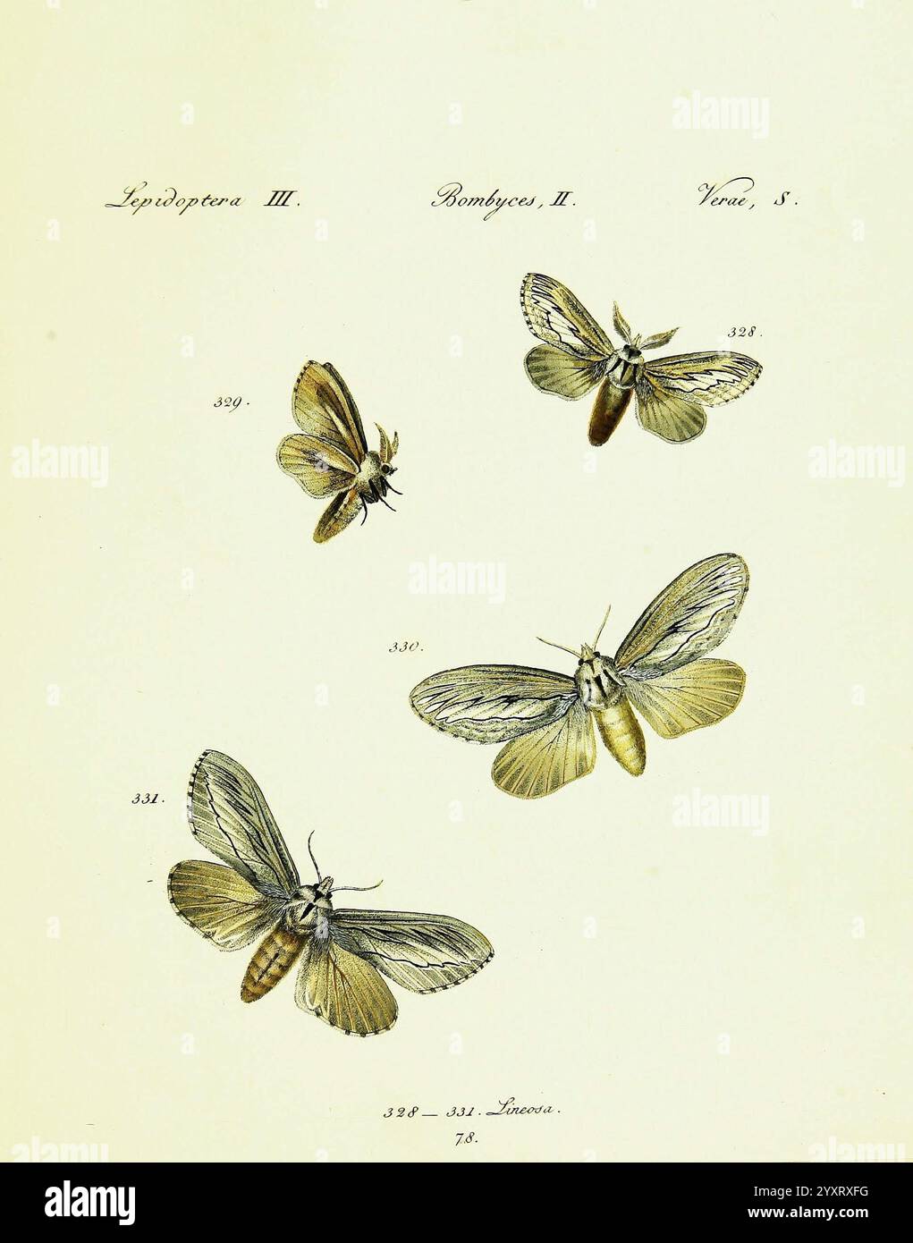 Educational purpose in entomological studies hi-res stock photography ...