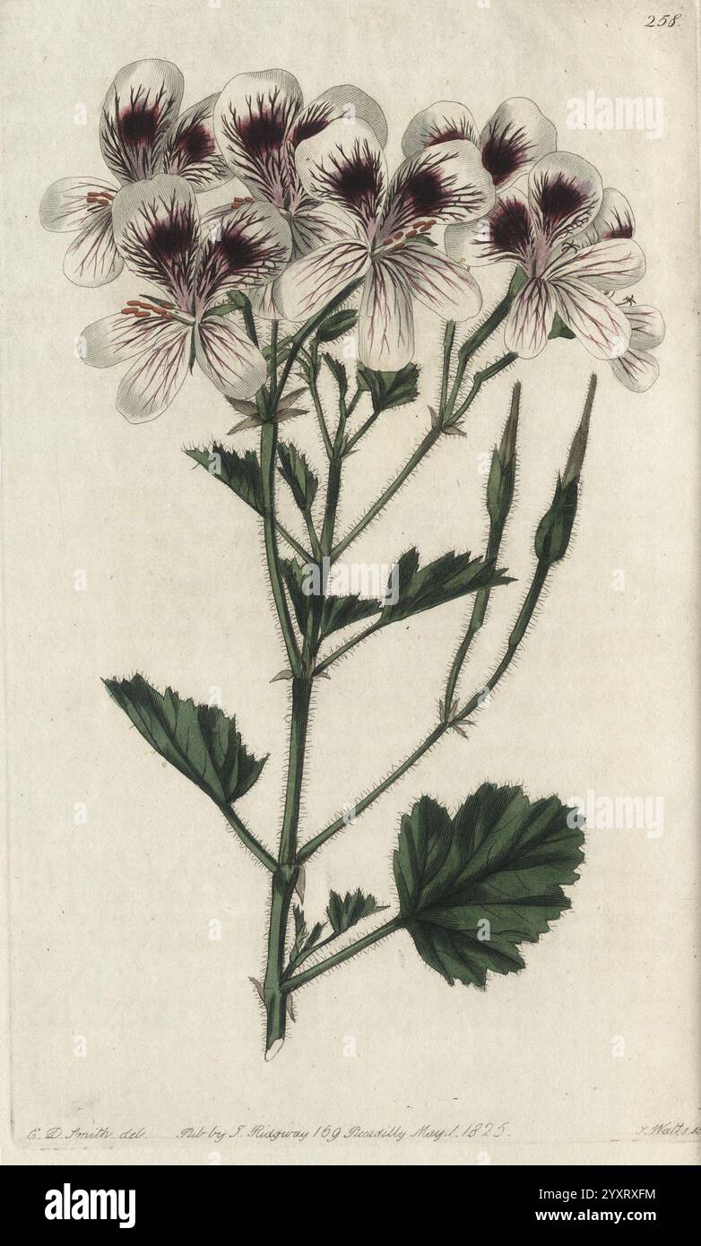 Geraniaceae, London, Printed for James Ridgway, Piccadilly, 1820-1830 ...