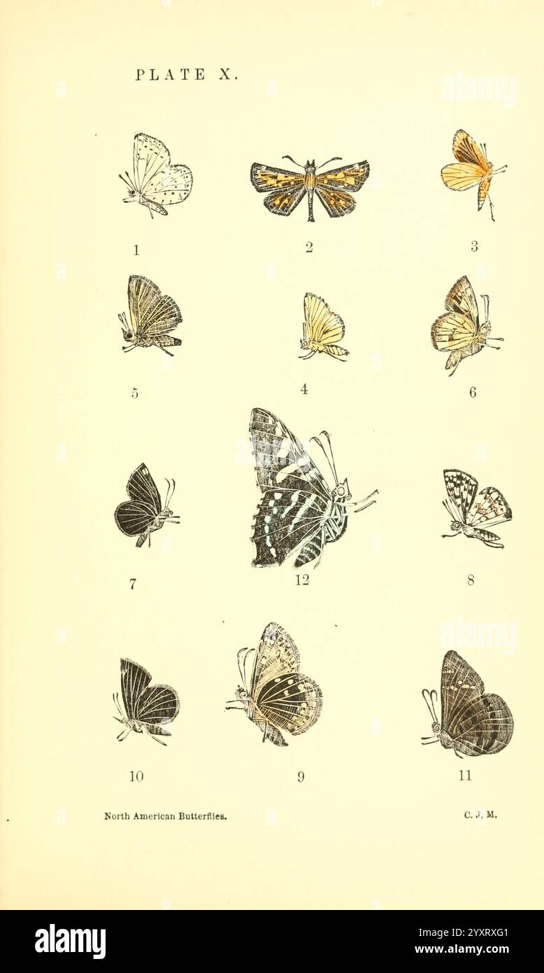 A manual of North American butterflies, Boston, De Wolfe, Fiske & Co ...