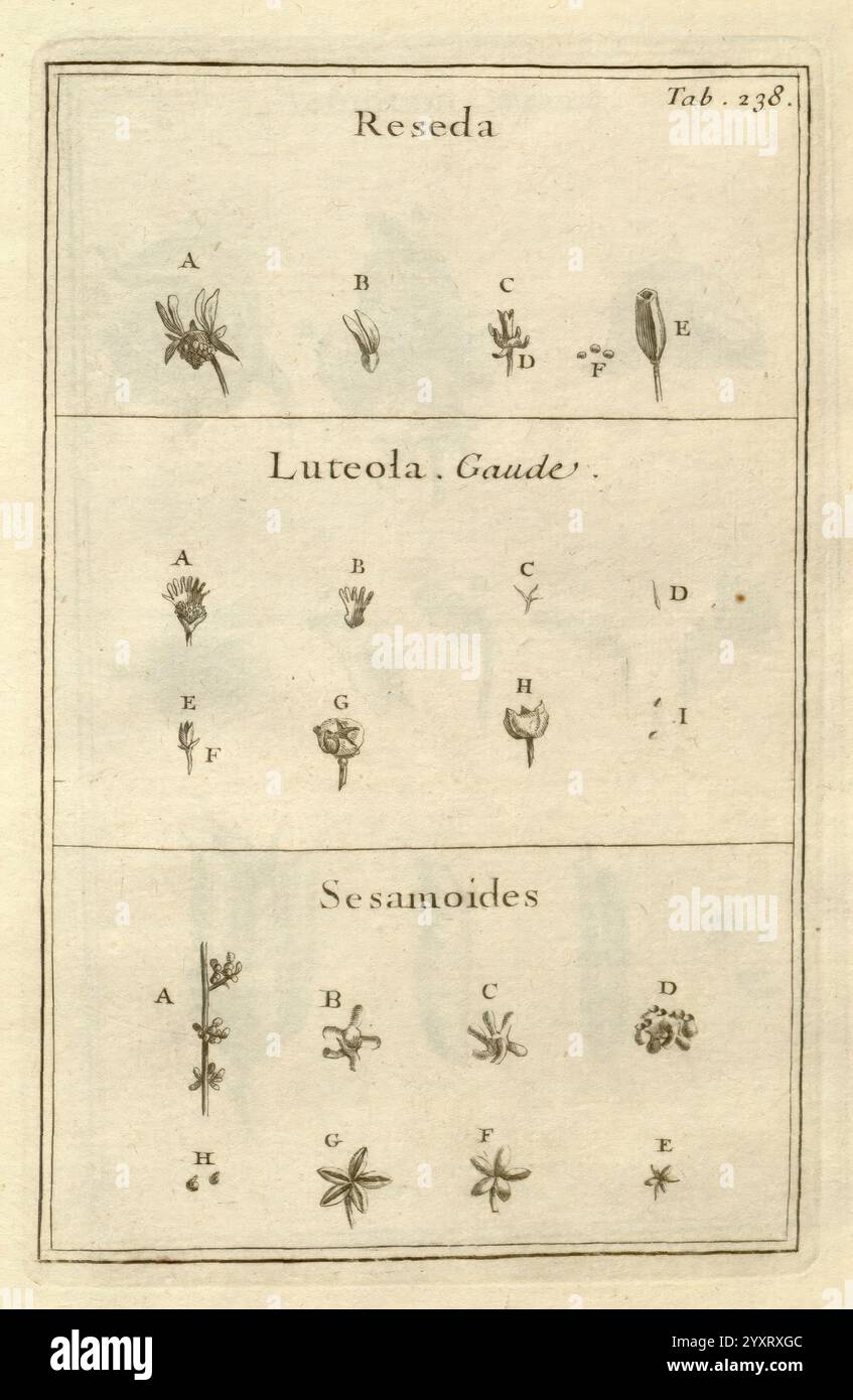 Various reseda species hi-res stock photography and images - Alamy