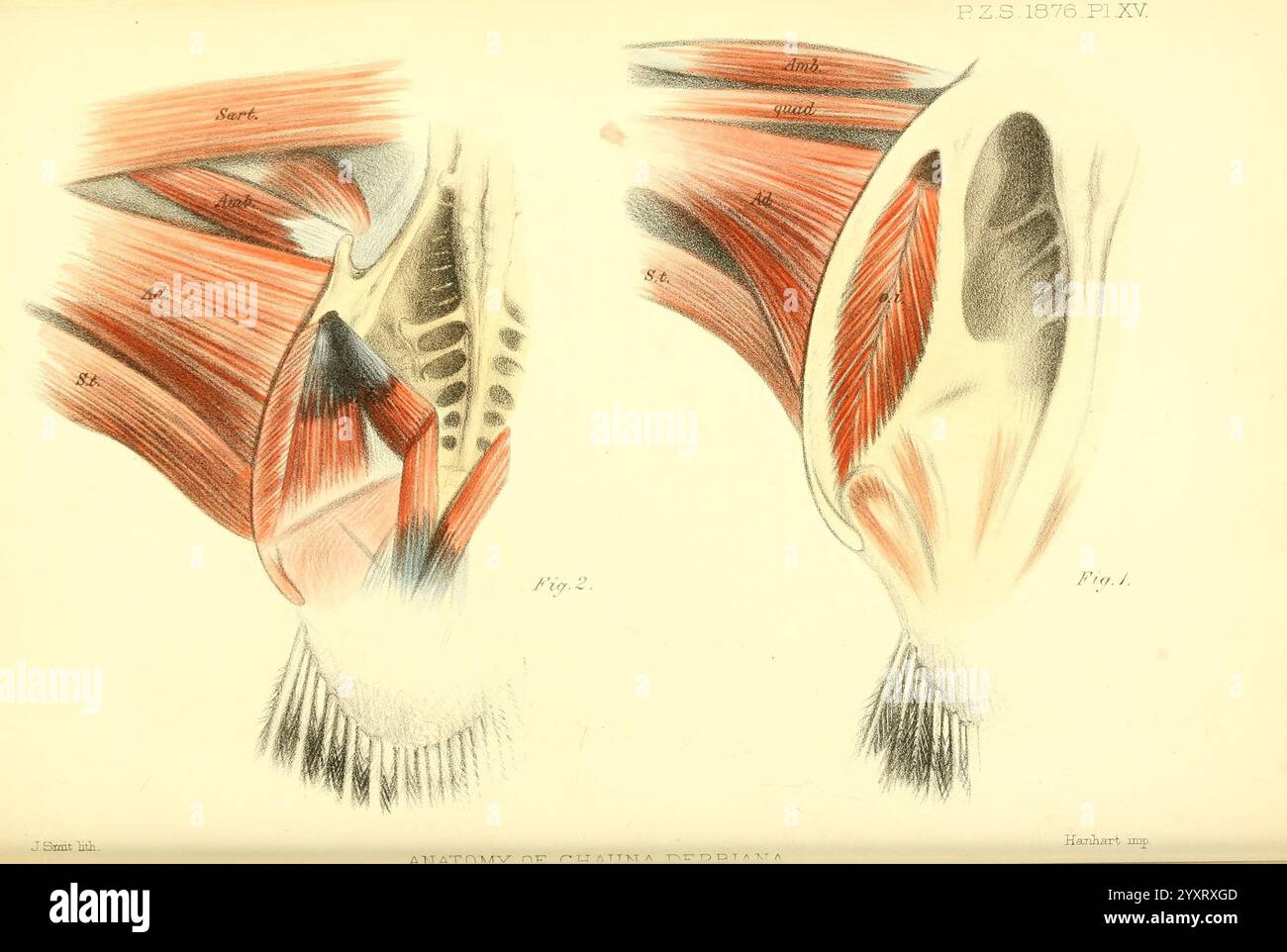 Understanding musculoskeletal anatomy hi-res stock photography and ...