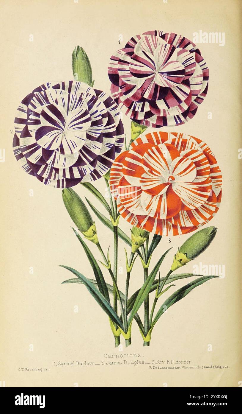 Bold blooms set hi-res stock photography and images - Alamy