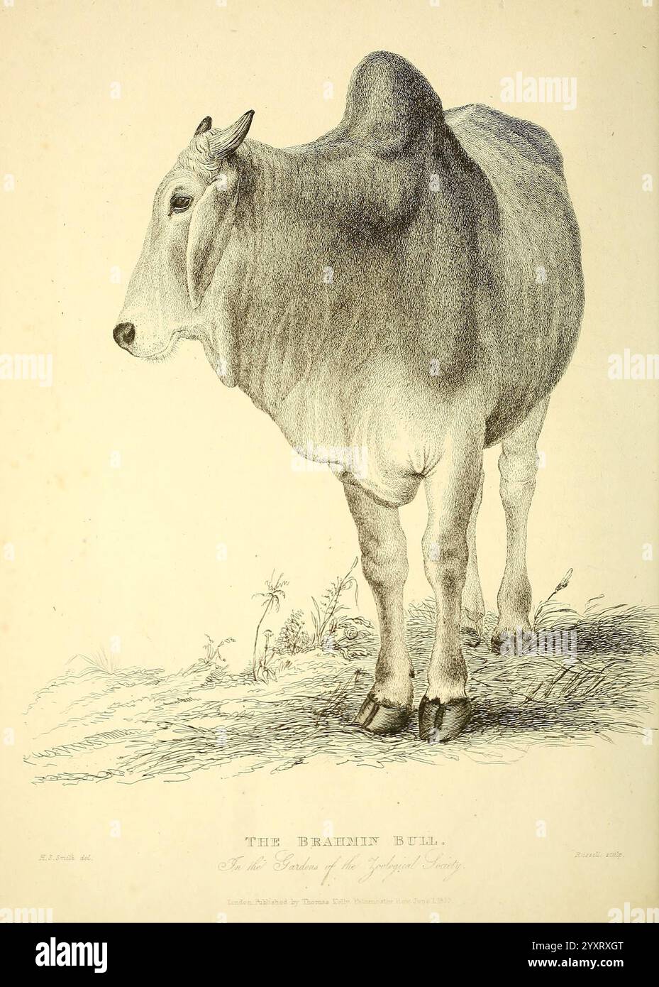 Prominent muscular hump hi-res stock photography and images - Alamy