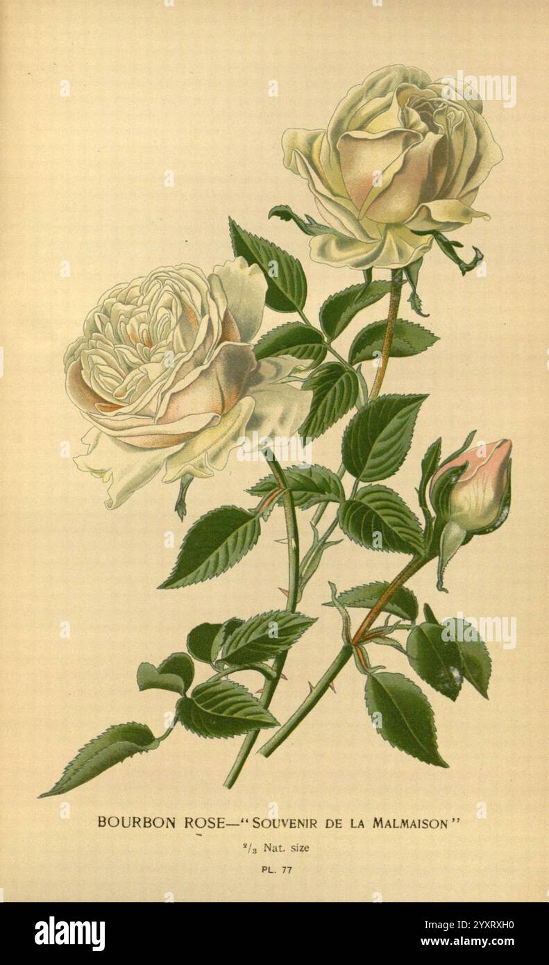 Two bourbon roses hi-res stock photography and images - Alamy