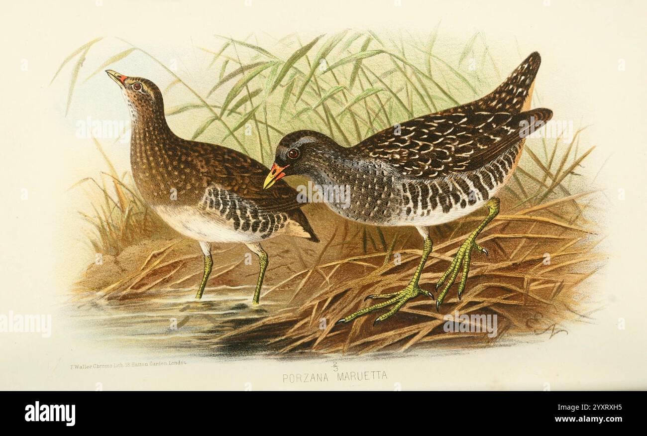 Indian, sporting, birds, London, Francis, Edwards, 1915, birds, game ...