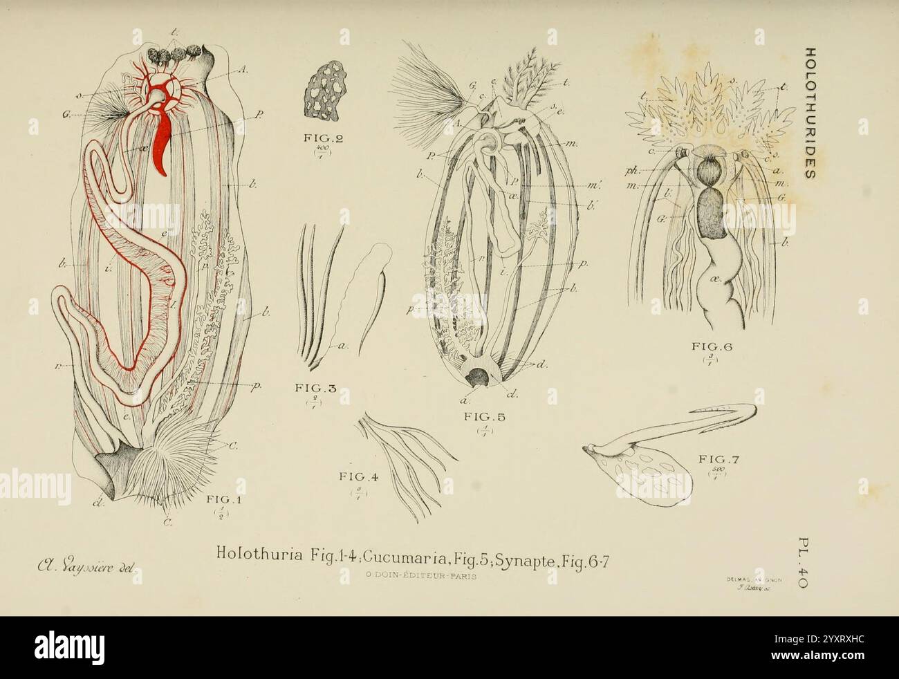 Atlas d'anatomie comparée des invertébrés, Paris, Doin, 1890, anatomy ...