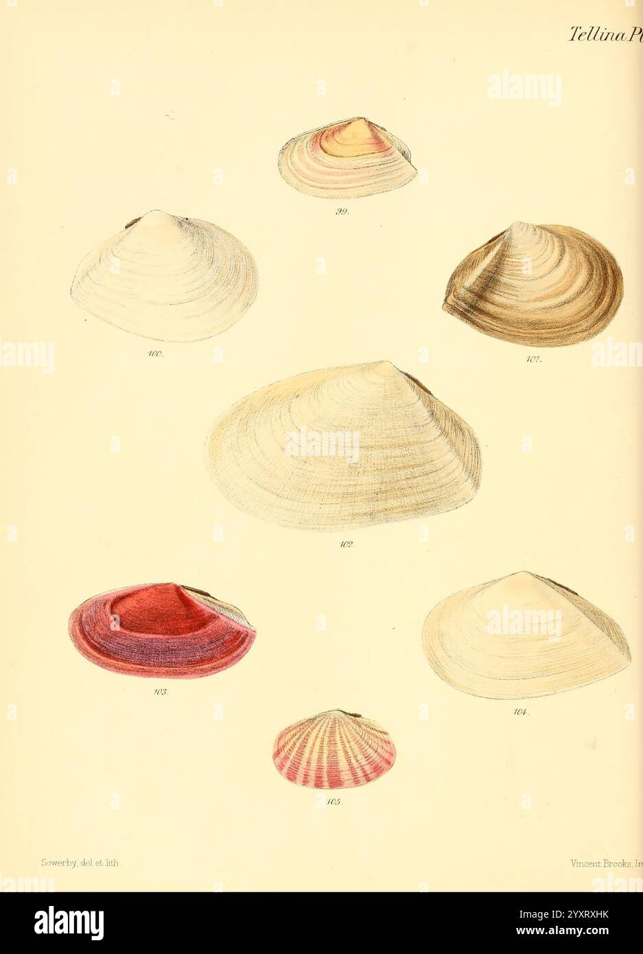 Conchologia iconica, or Illustrations of the shells of molluscous ...