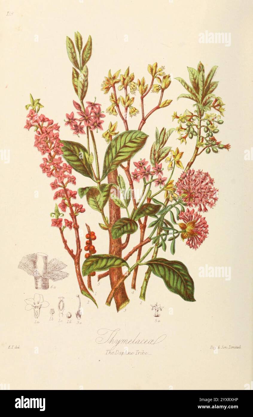 Illustrations of the Natural Orders of Plants with Groups and ...