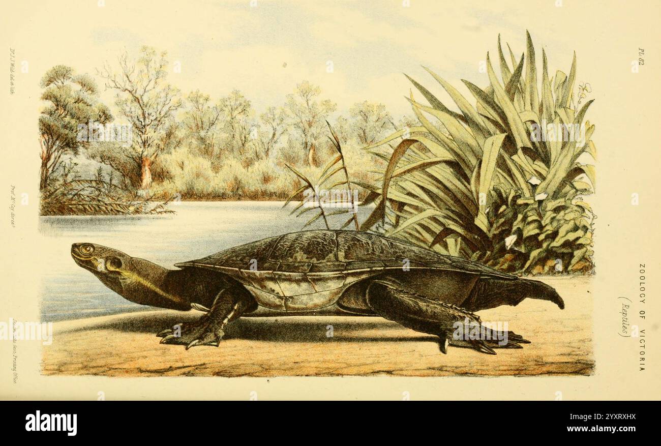 Featuring sharp eyes hi-res stock photography and images - Alamy