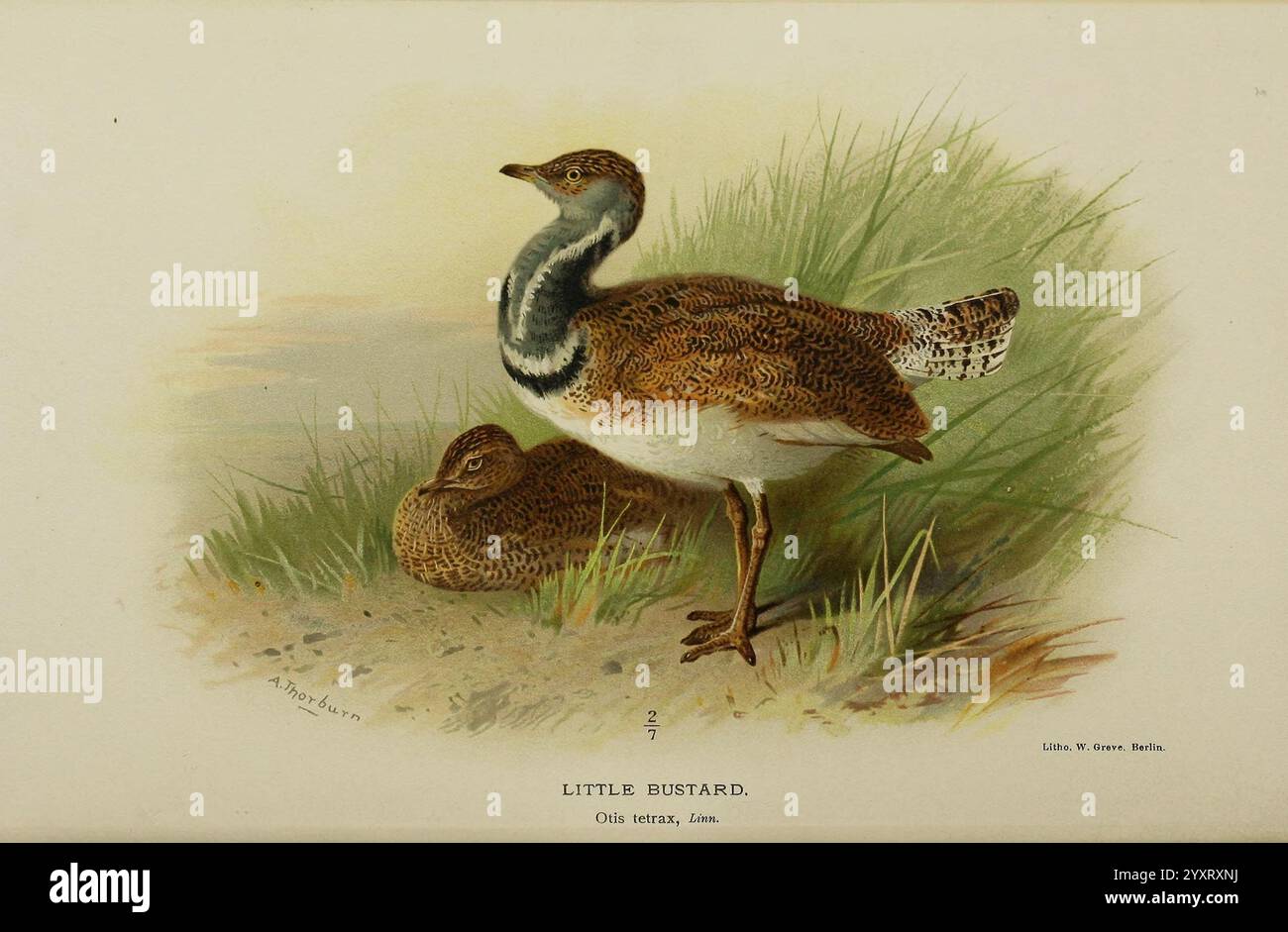 Standing bird exhibits hi-res stock photography and images - Alamy