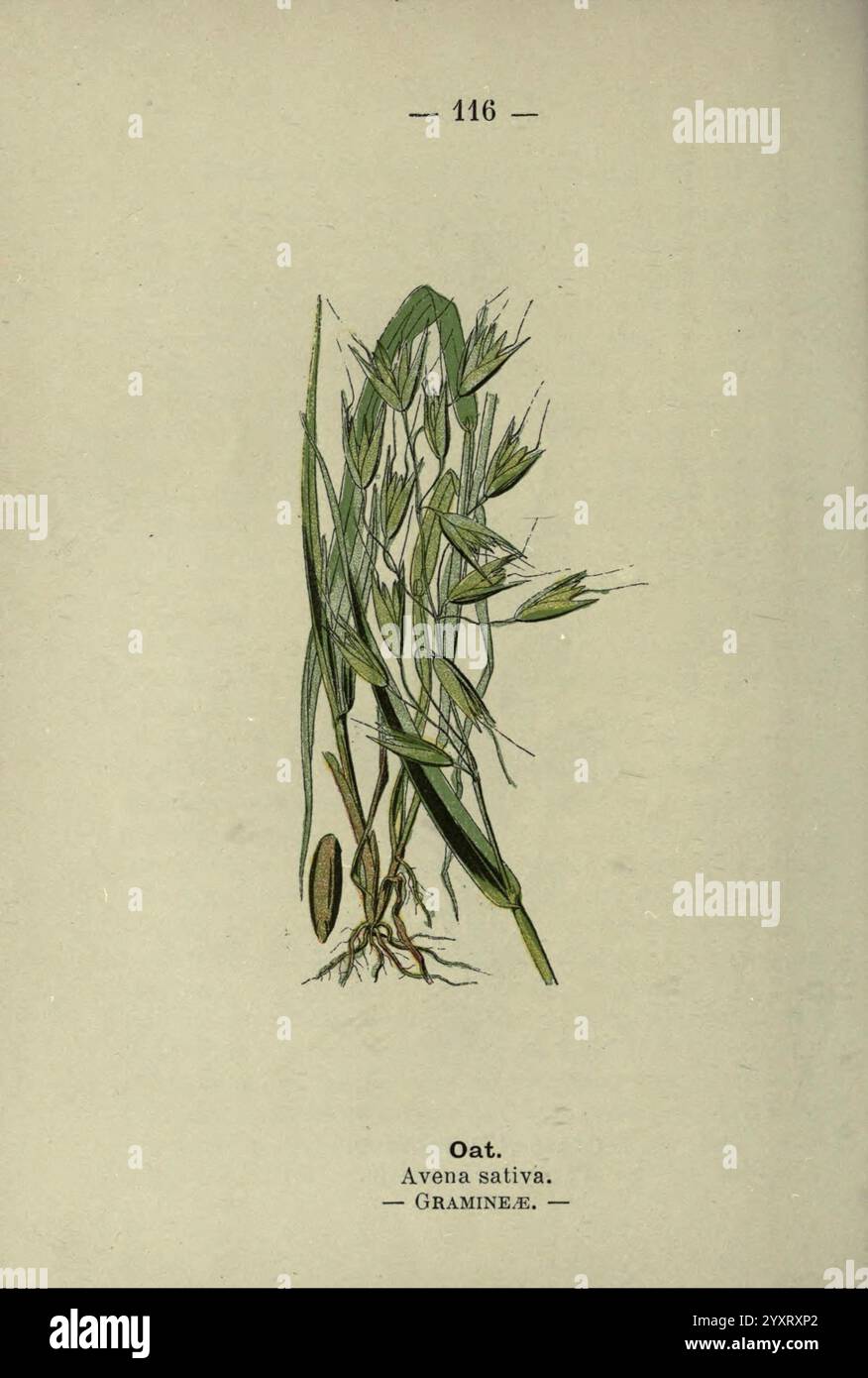 Depicted alongside slender green stems hi-res stock photography and ...