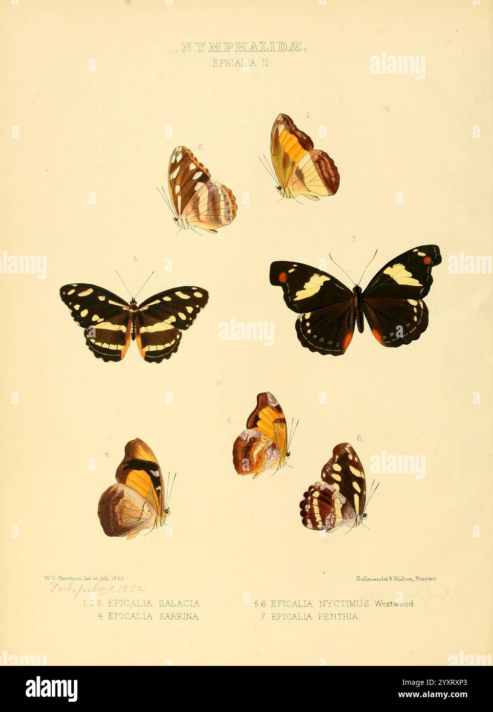 Illustrations of new species of exotic butterflies, London, John Van ...