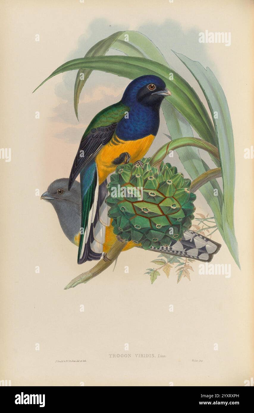 Trogons piercing gaze hi-res stock photography and images - Alamy