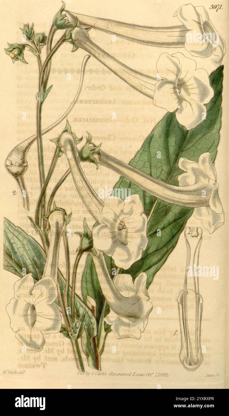Curtis's Botanical Magazine London, New York botanical illustration ...
