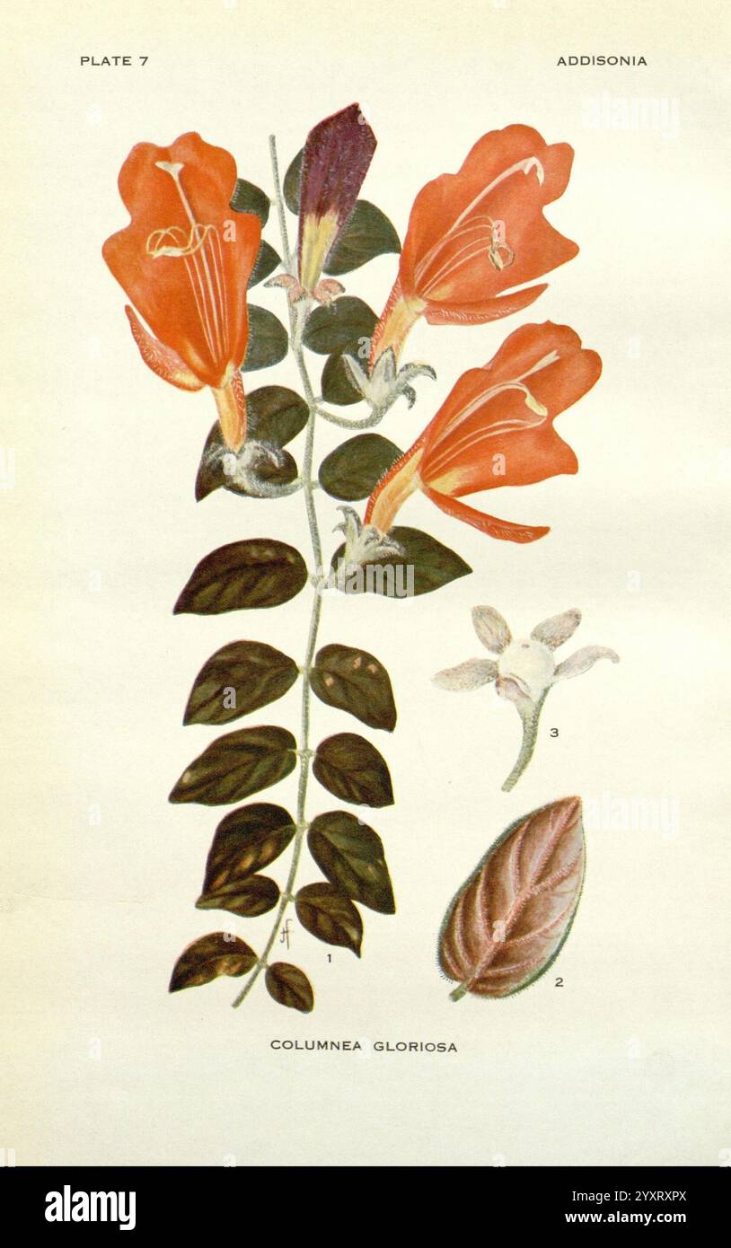 Columnea gloriosa plant hi-res stock photography and images - Alamy