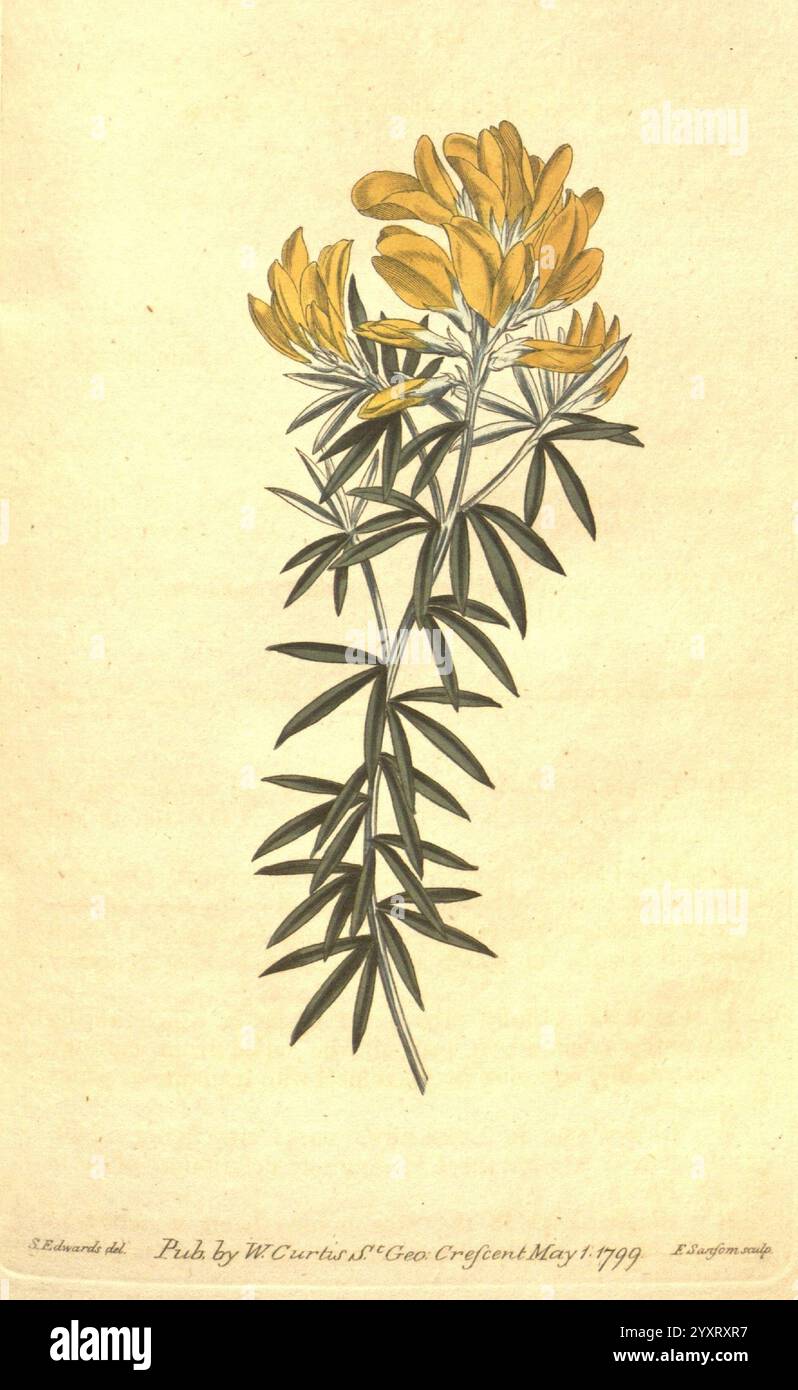 1790 1800 botany hi-res stock photography and images - Alamy