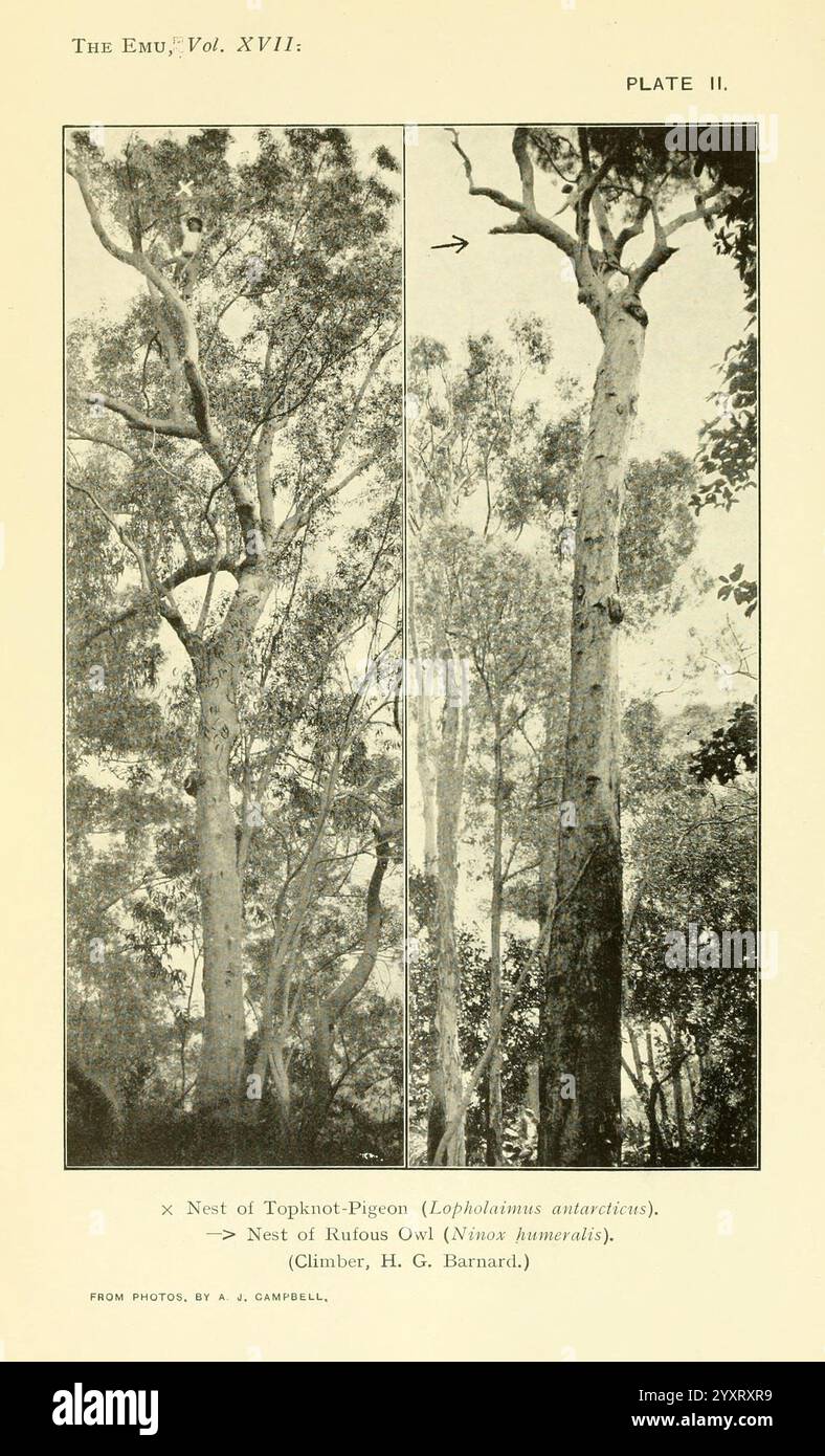 The Emu Melbourne, Royal Australasian Ornithologists Union, 1901 ...