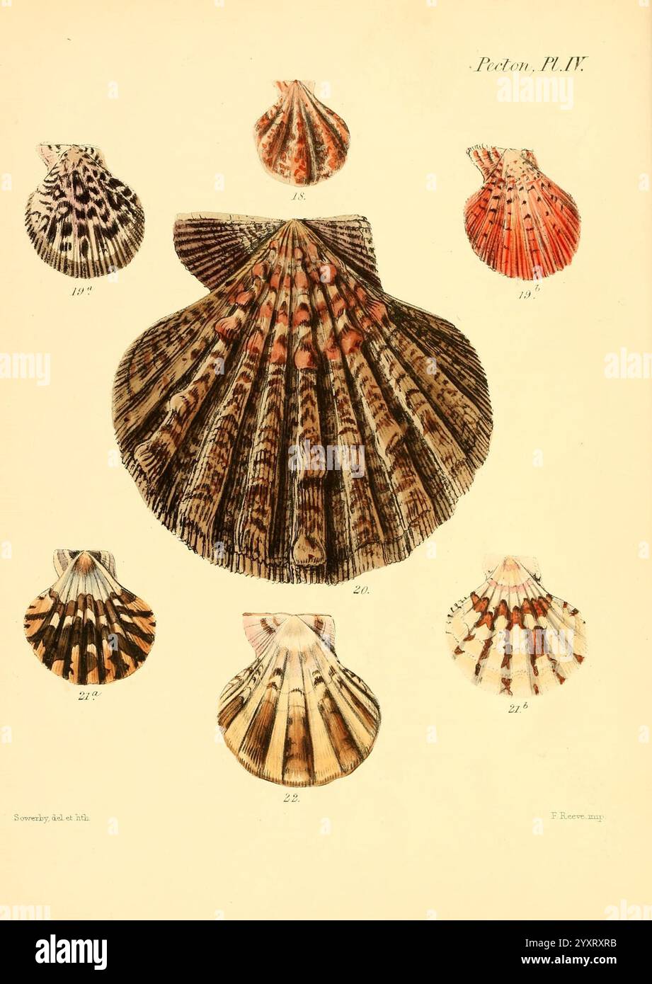 Conchologia iconica, or Illustrations of the shells of molluscous ...