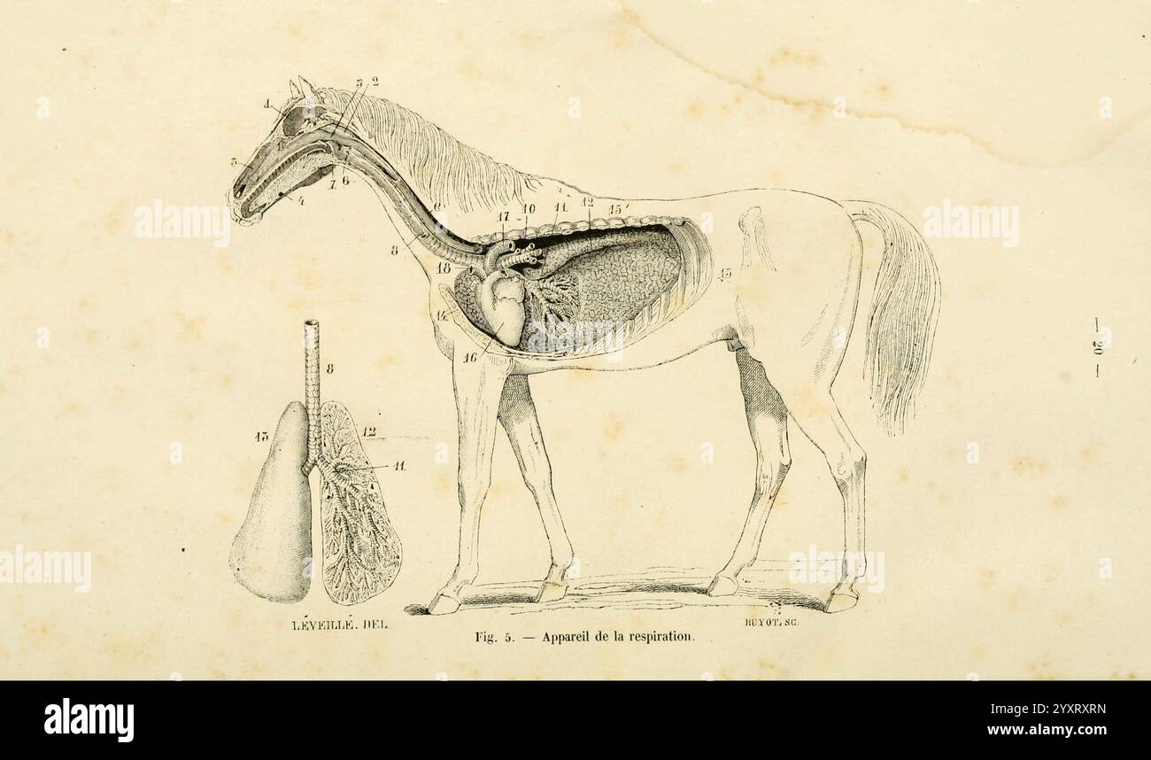 Understanding horse anatomy hi-res stock photography and images - Alamy
