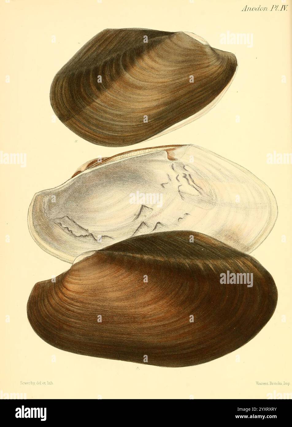Conchologia Iconica, or Illustrations of the Shells of Molluscous ...
