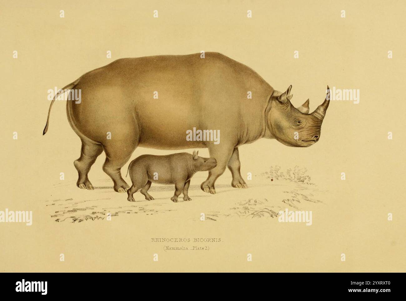 Illustrations of the zoology of South Africa, London, Smith, Elder and ...