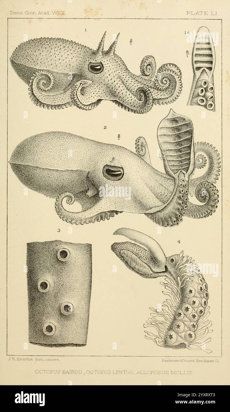 Distinctive body contours hi-res stock photography and images - Alamy